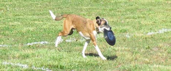 Canine Field Day at Rock Quarry Park - Triangle on the Cheap