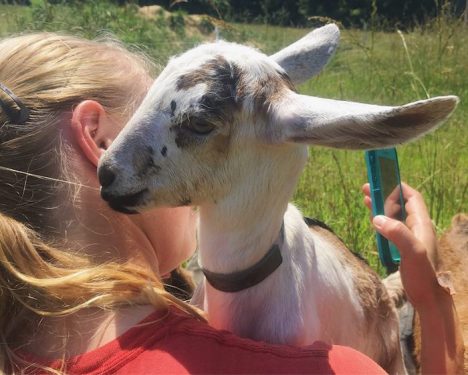 Your guide to goats in the Triangle: 7 places to meet them, do yoga ...