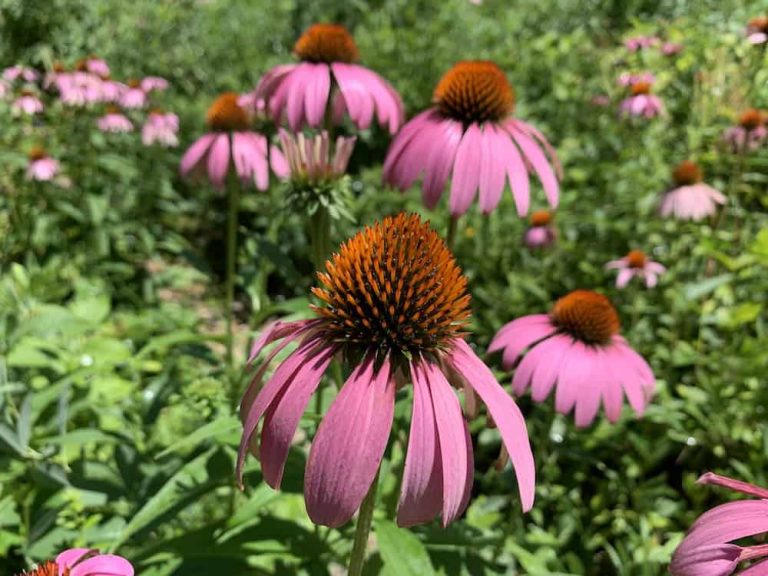 10 botanical gardens to visit in the Triangle, including a map ...