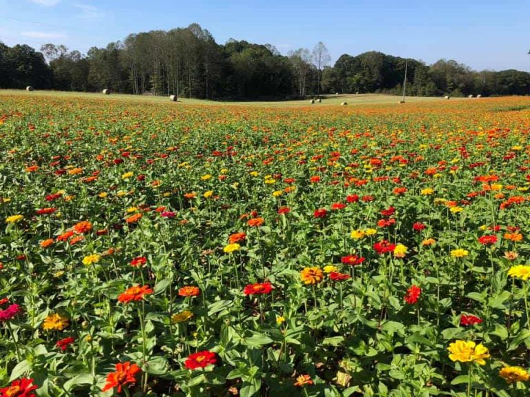 Fall Flower Festival at Dogwood Farms - Triangle on the Cheap