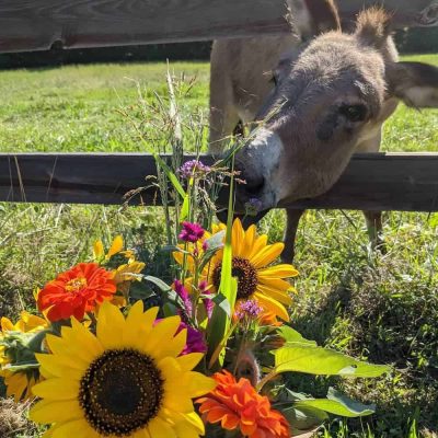 Pick your own flowers at Firefly Farm in Hillsborough - Triangle on the ...