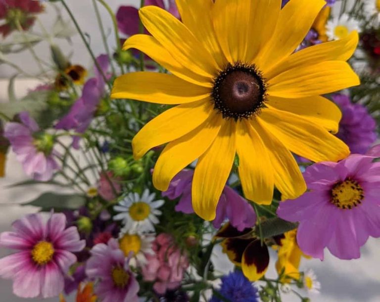 Fireflies on the Farm - special nighttime event in Hillsborough ...