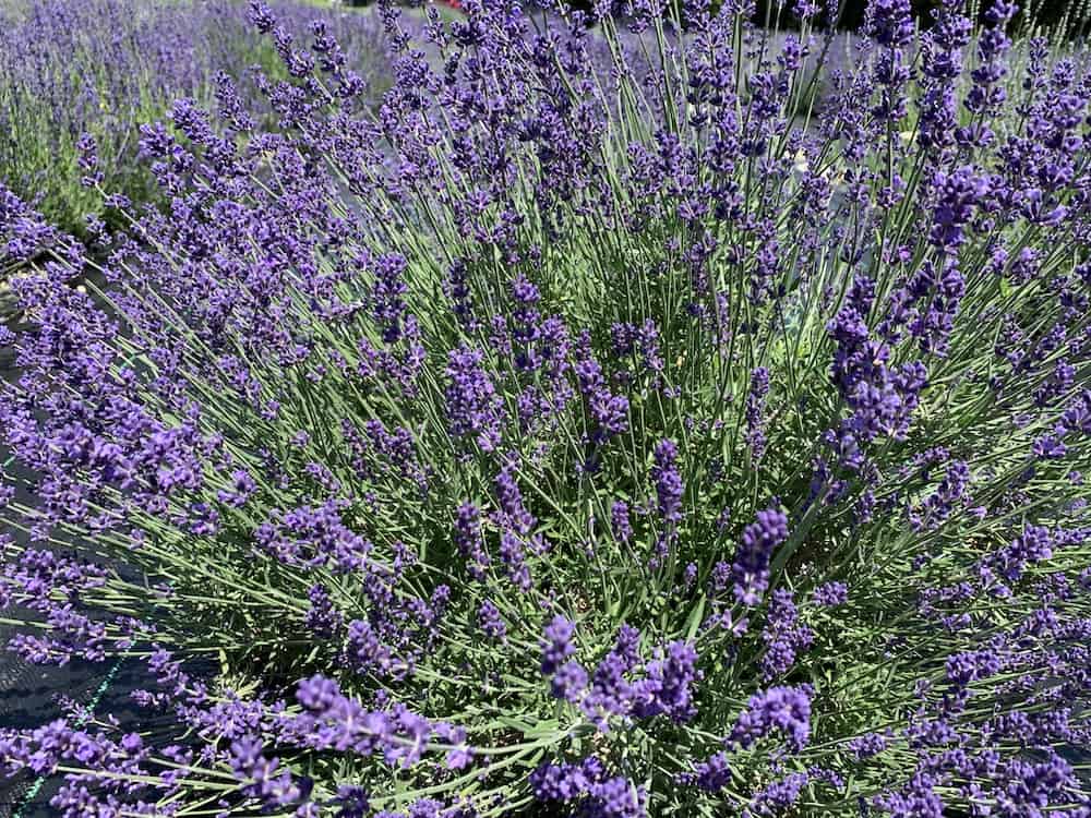 Bloom Festival at Sunshine Lavender Farm - 100 teachers get in free ...