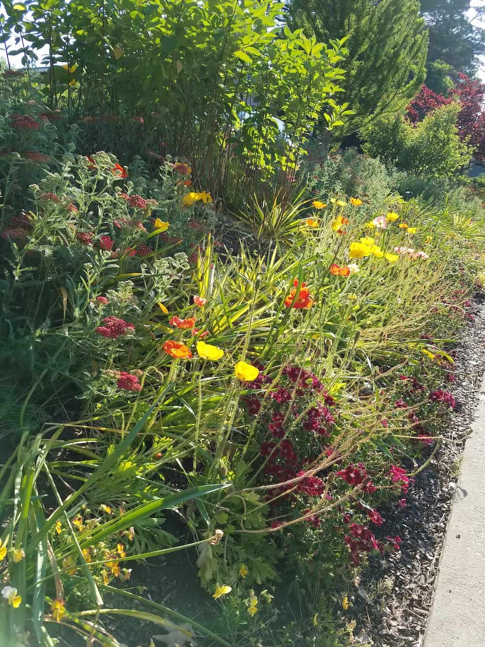 Guide to Visiting Sarah P. Duke Gardens All Year - Triangle on the Cheap