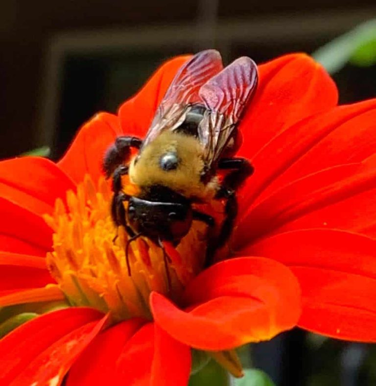 Introduction to Honey Bees and Beekeeping - free program at Pullen ...