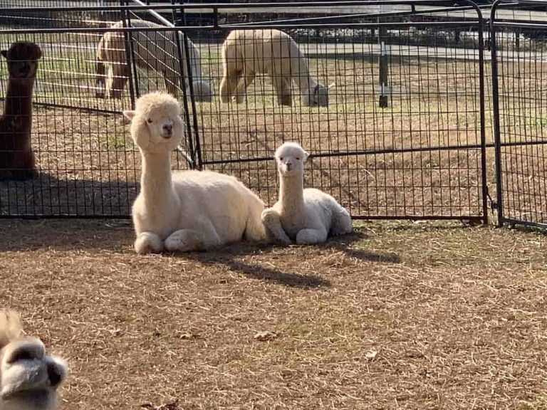 National Alpaca Farm Weekend celebration at Carolina Sunshine Alpaca ...