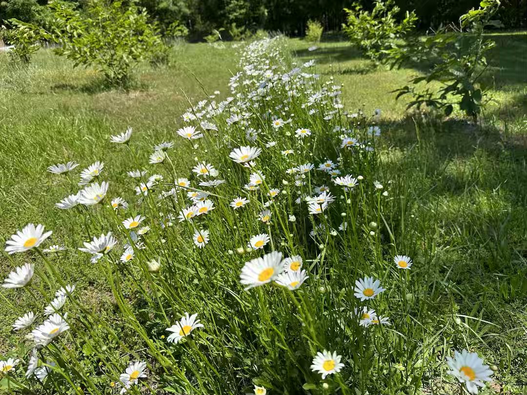 Firefly Farm's U-pick flower season starts May 10 - just in time for ...