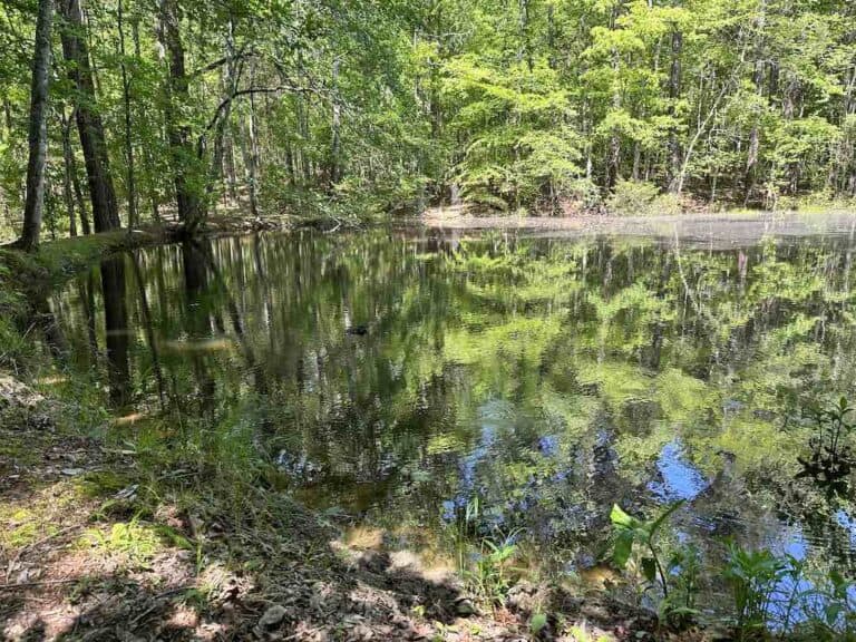 Firefly Farm's U-pick flower season starts May 10 - just in time for ...