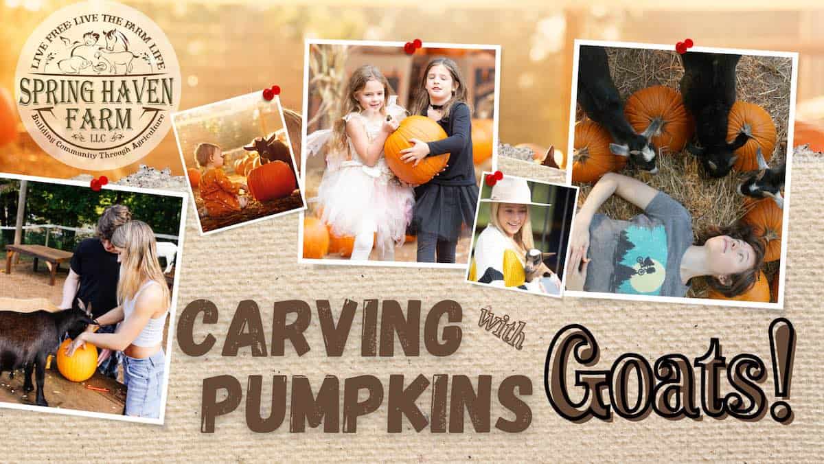 Carve Pumpkins with Goats at Spring Haven Farm, Chapel Hill - Triangle ...