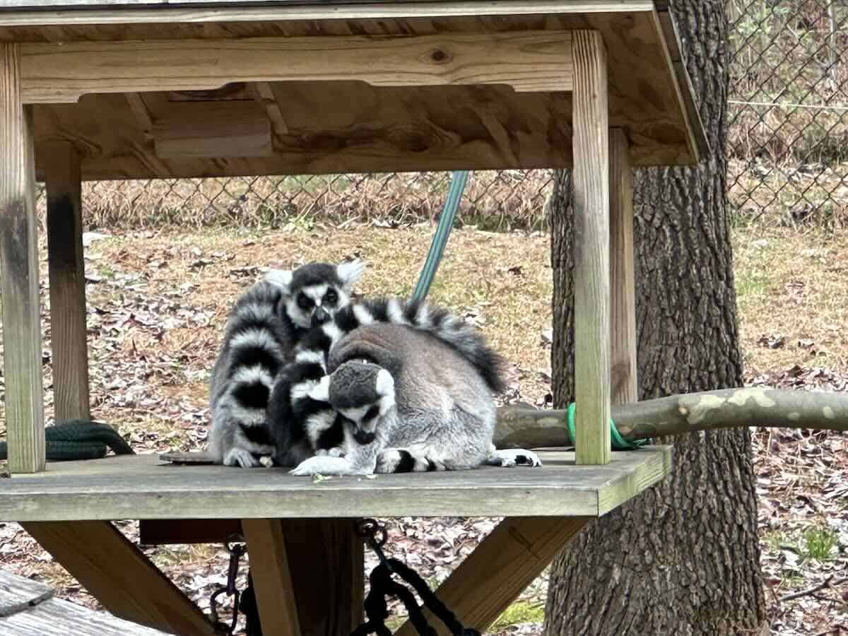 Museum of Life and Science free for Durham residents Jan. 11 and 28 ...