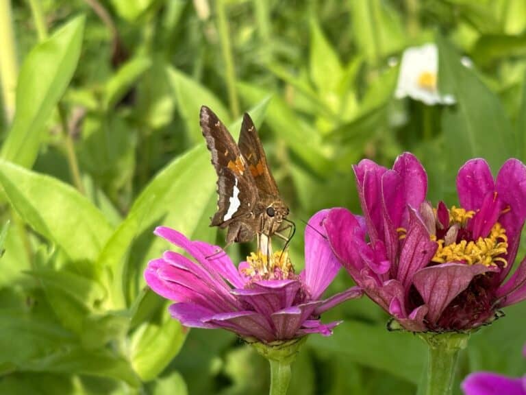 Pollinator Week: Get a free pollinator plant at a Raleigh nature park ...