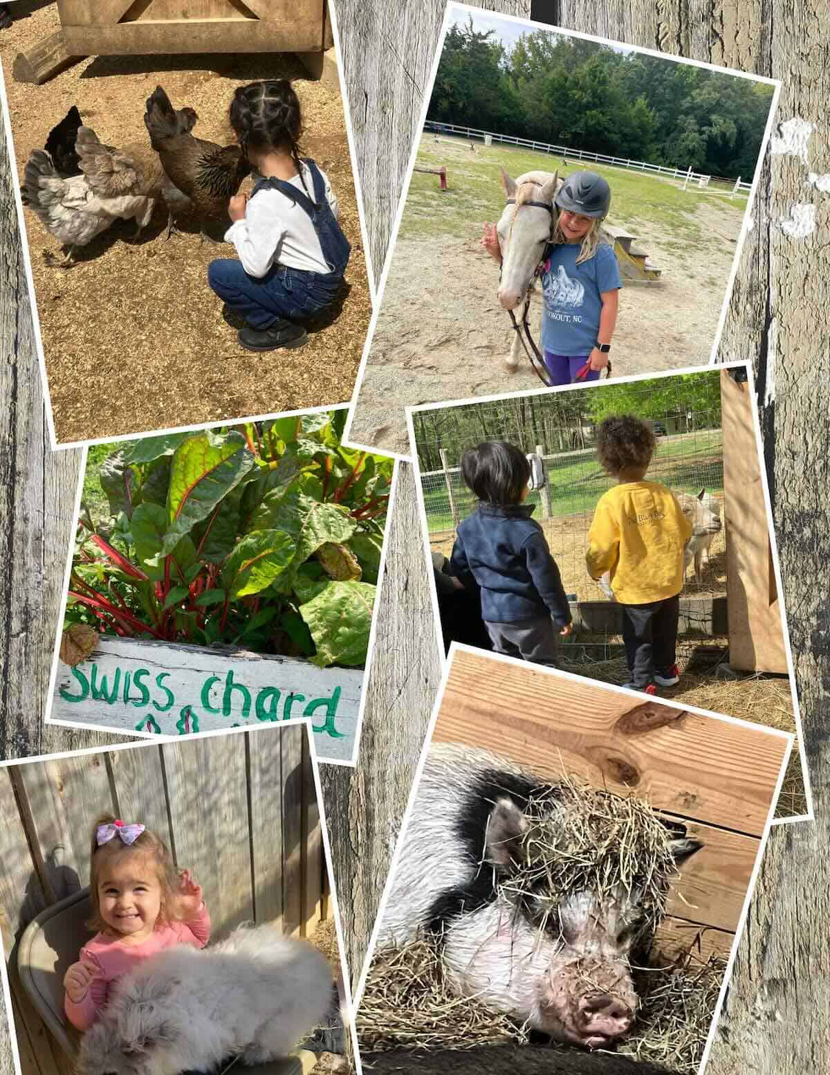 Open Farm at Sunrise Community Farm Center on Saturdays - Triangle on ...